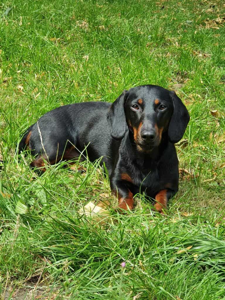 About Dachshunds - Do they make good family pets? - My Dachshund