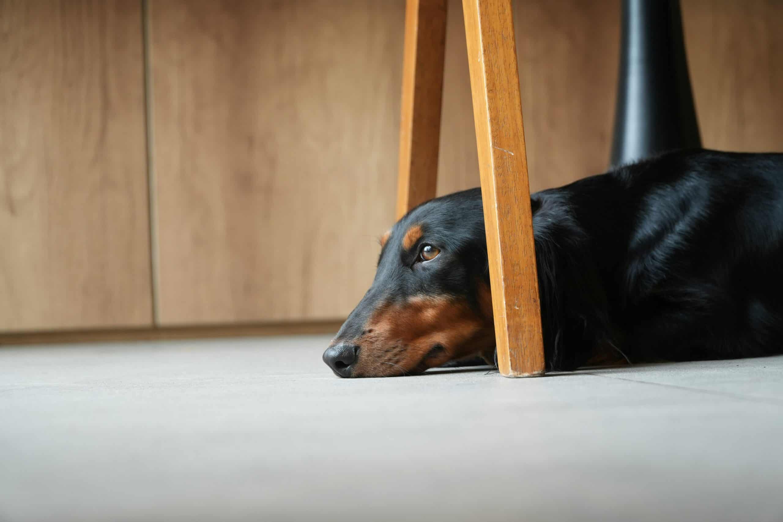 Breeds Of Sausage Dog - My Dachshund
