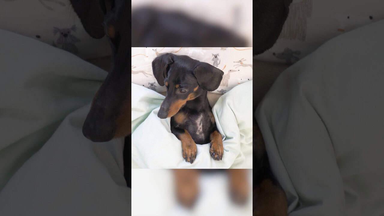 We are DEFINITELY pooping in the house today! ️💩 - My Dachshund